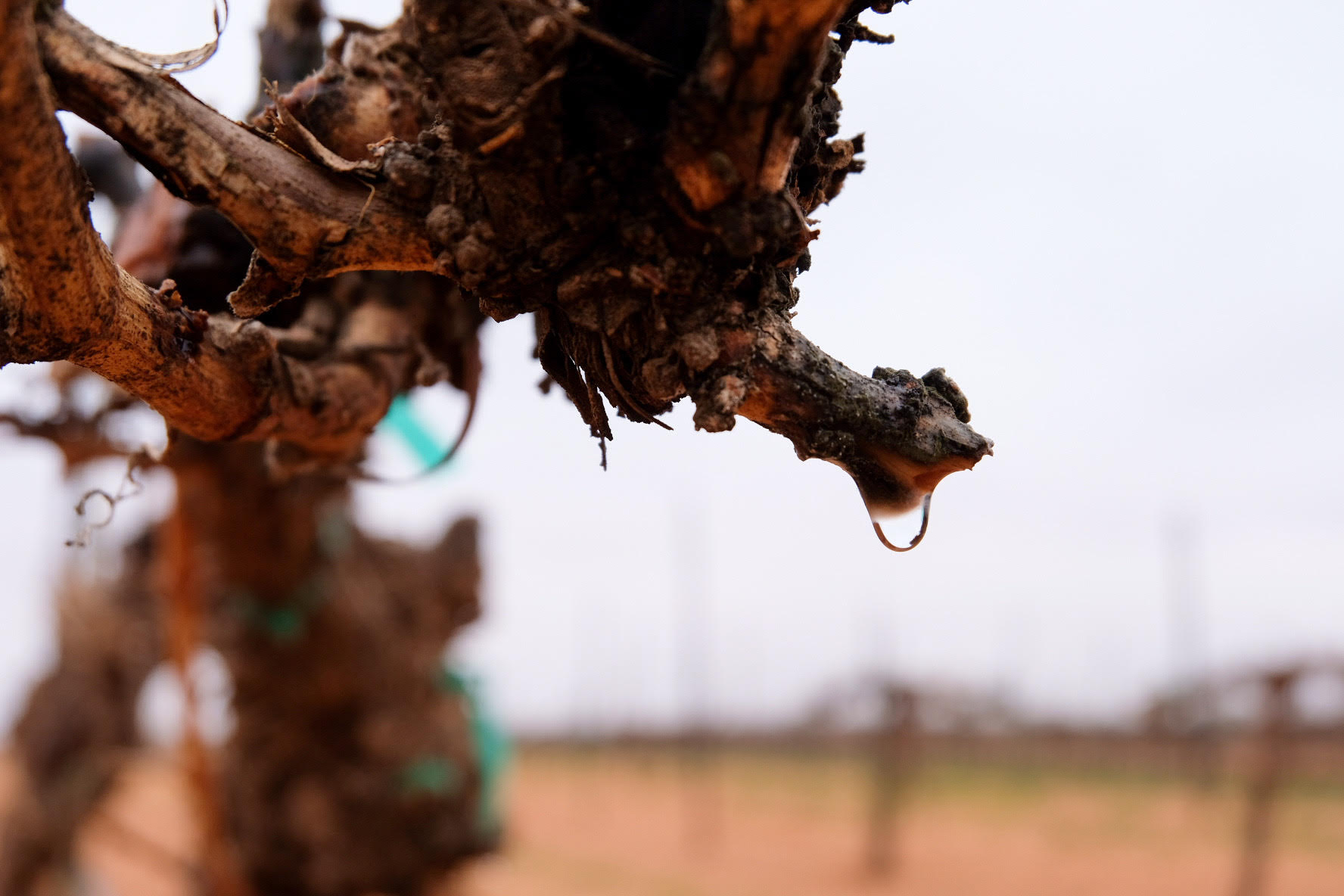 Reddy Vineyards Assesses the Impact of February Freeze on Grapevines ...